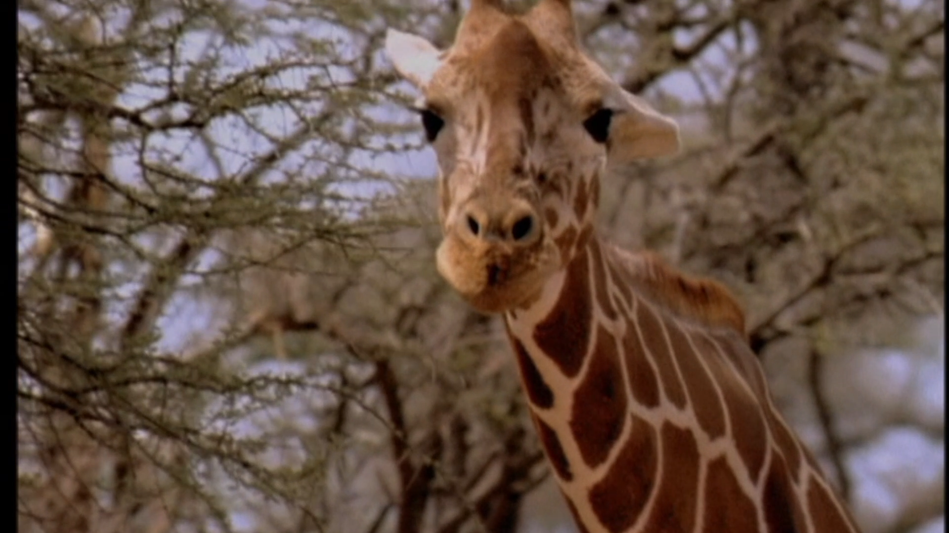 The baby giraffe