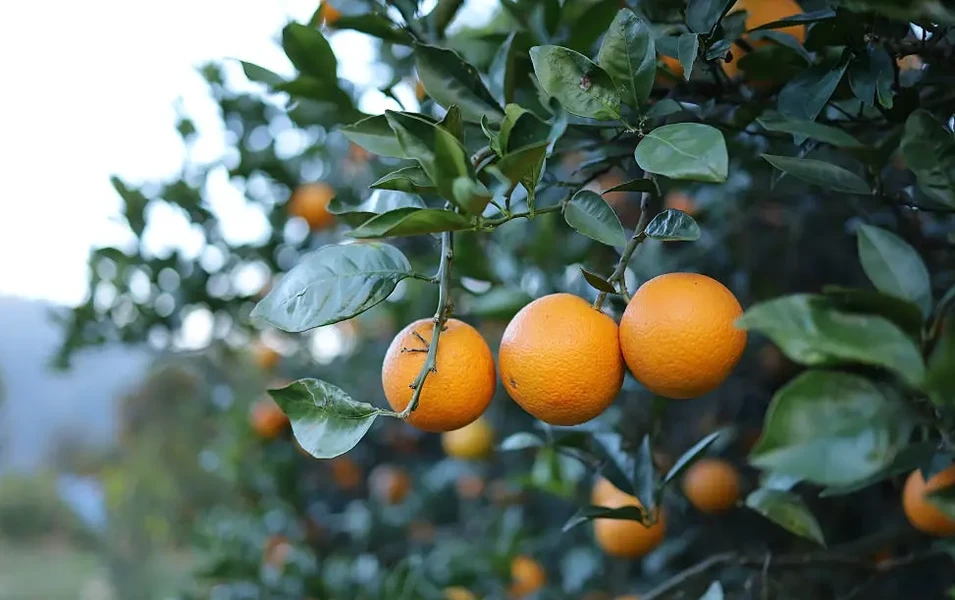 Your ultimate guide to thriving citrus trees