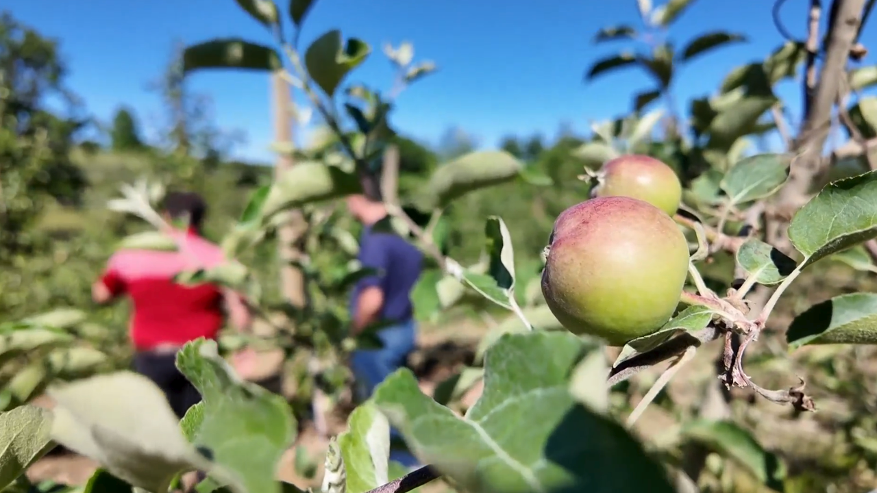 Ellijay Apple Orchards Struggle as Georgia drought worsens before fall ...