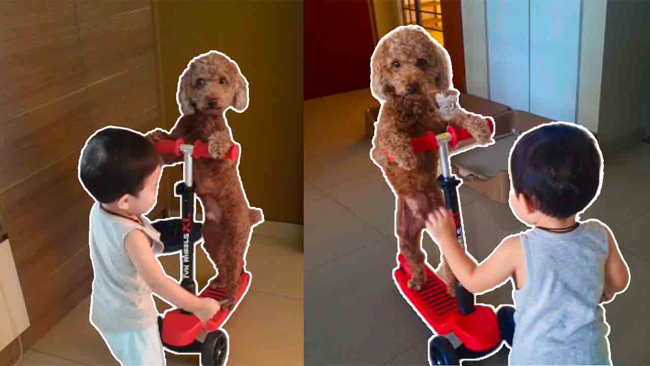 Cute pets compilation: puppies, dogs, balloons, scooters