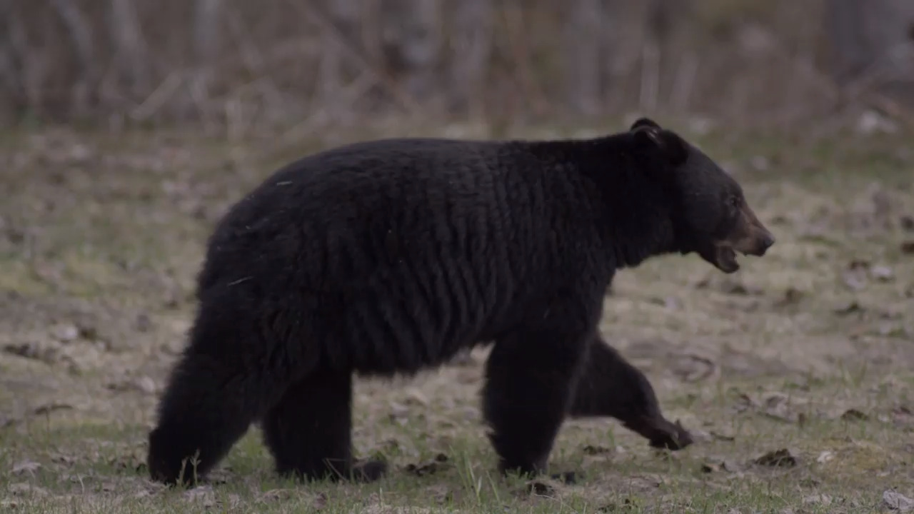 Mysterious trail closure at Mount Rainier due to 'unusual bear activity'