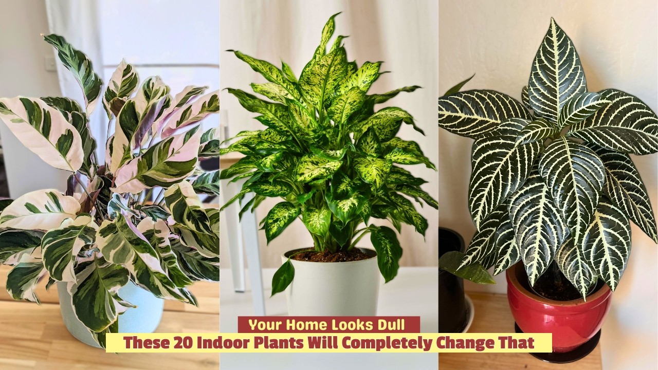 20 best indoor plants for color and life in any space