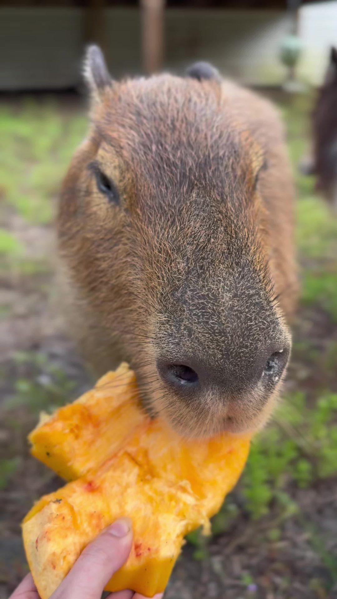 The science behind loving capybara chewing sounds