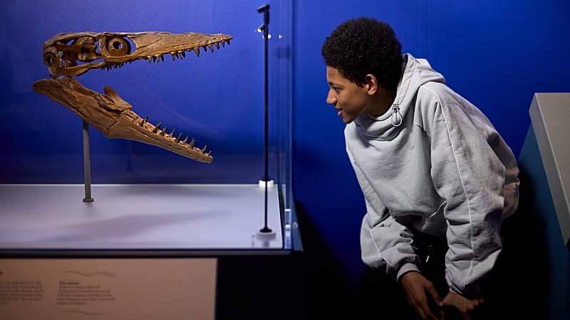 Danger in the deep: Prehistoric predators emerge at London's Natural ...