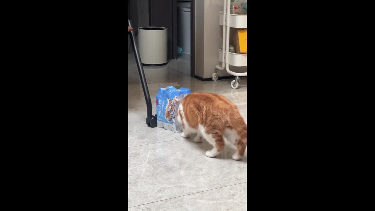 Plastic bag creates funny tiger illusion on cat in Shanghai, China