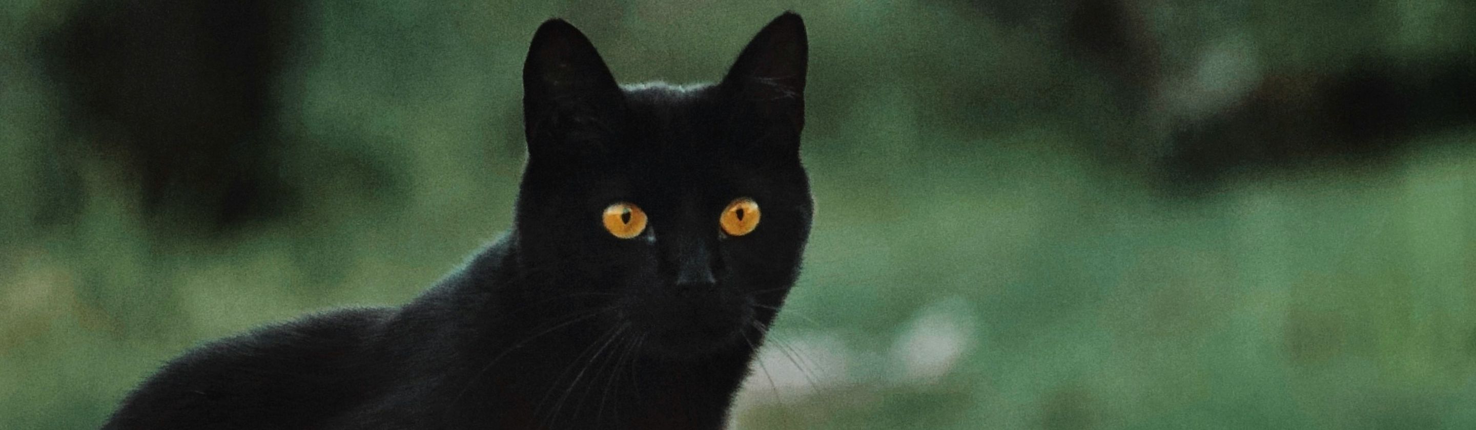 The long history of familiars, the witch's animal companion