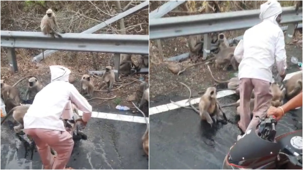 Thirsty monkeys stop bus in Maharashtra, passengers offer them water ...