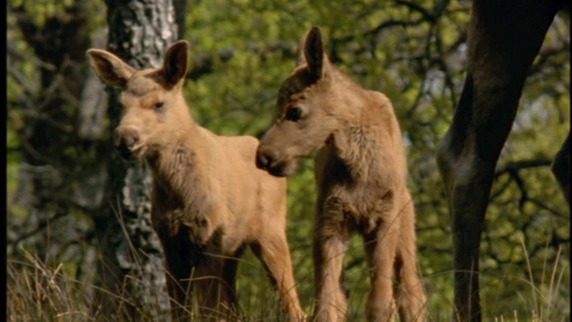 The baby elk