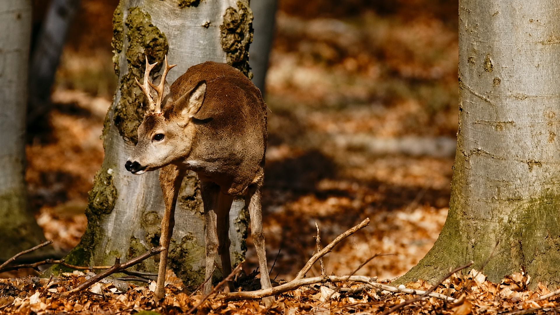 Natuurcamera legt ree vast tussen de gevallen bladeren