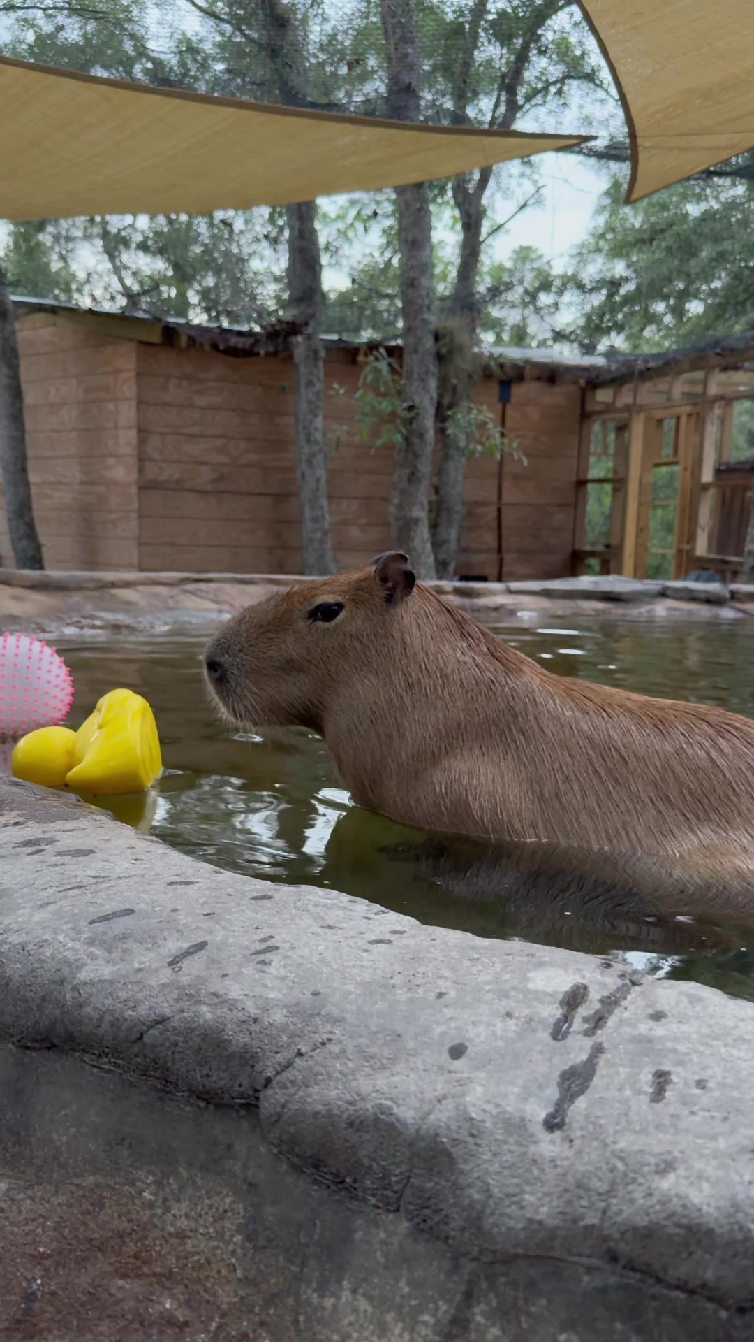 Can you guess how old these cute capybaras are?