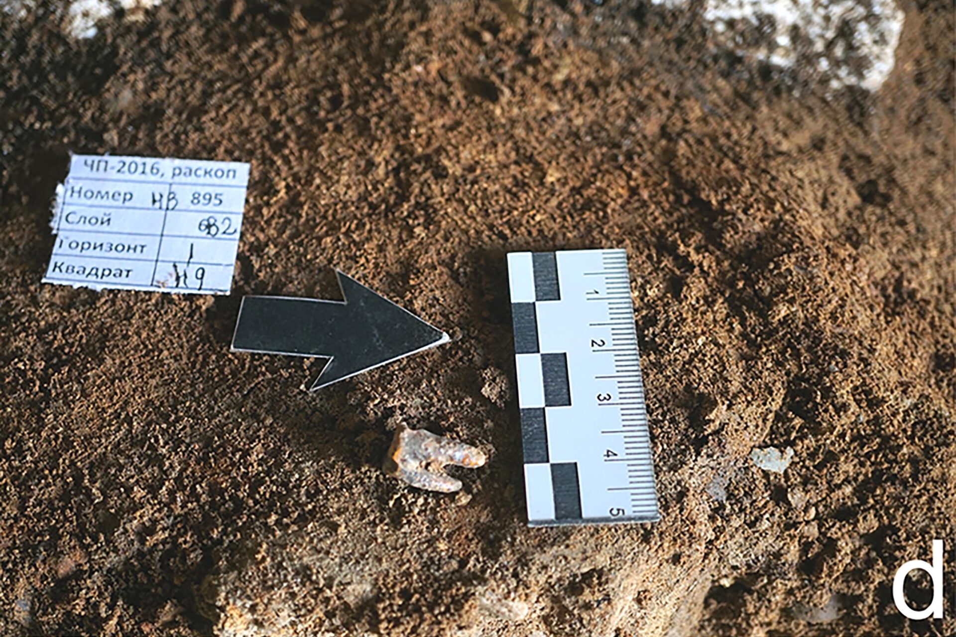 Die Neandertaler praktizierten bereits die Zahnheilkunde