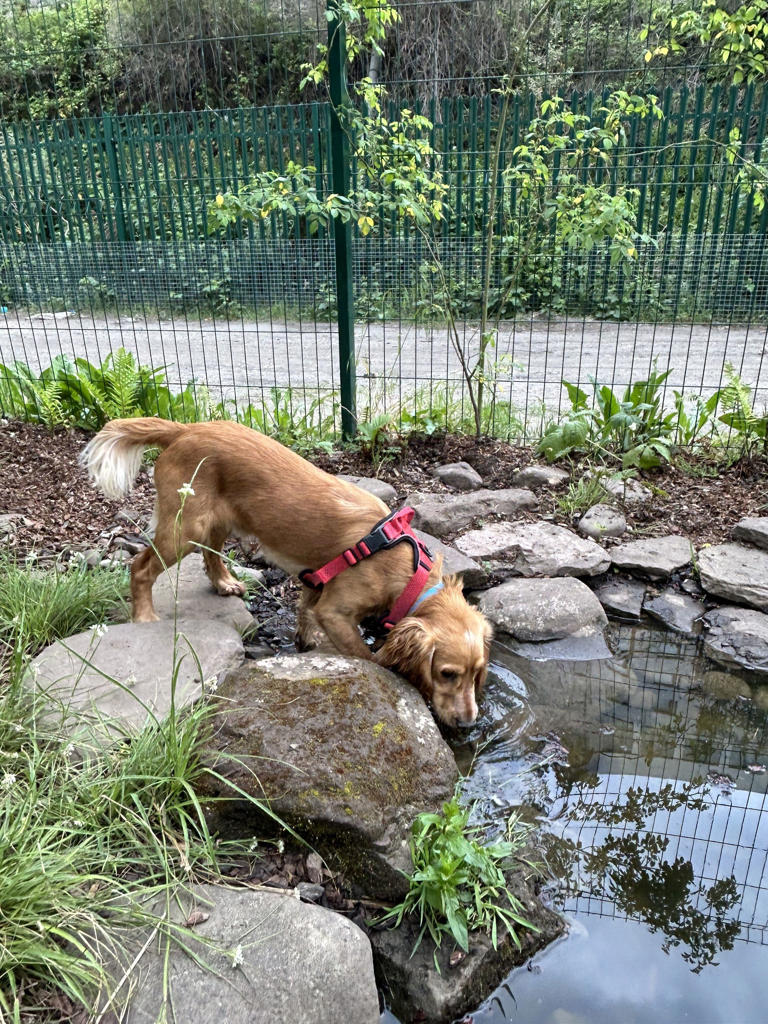 Barking up the right tree: Monty Don’s garden brings joy to dogs after ...
