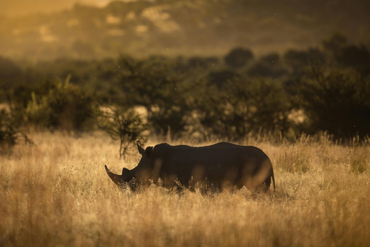 Rescued white rhino gives birth to her first calf