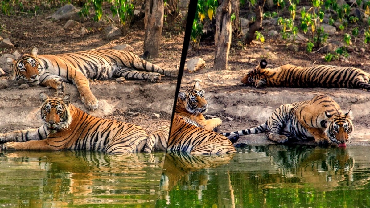 Tigers under threat from dogs? Sariska reserve launches canine ...