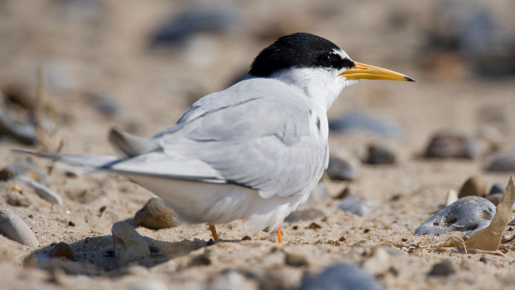 Vandals damage protected sea bird site in Barra
