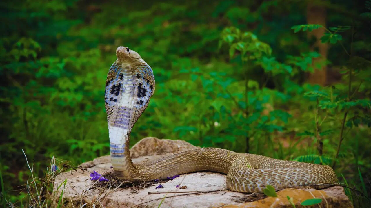 7 snake-rich states in India and what every wildlife traveller should ...