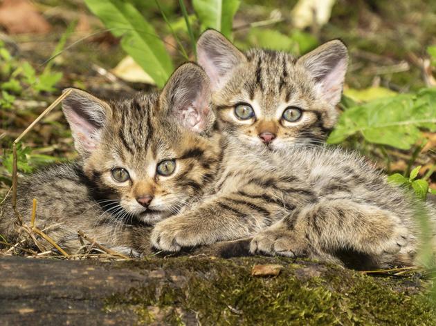 Vorsicht, Verwechslungsgefahr: Warum Sie diese Katzenbabys im Wald ...