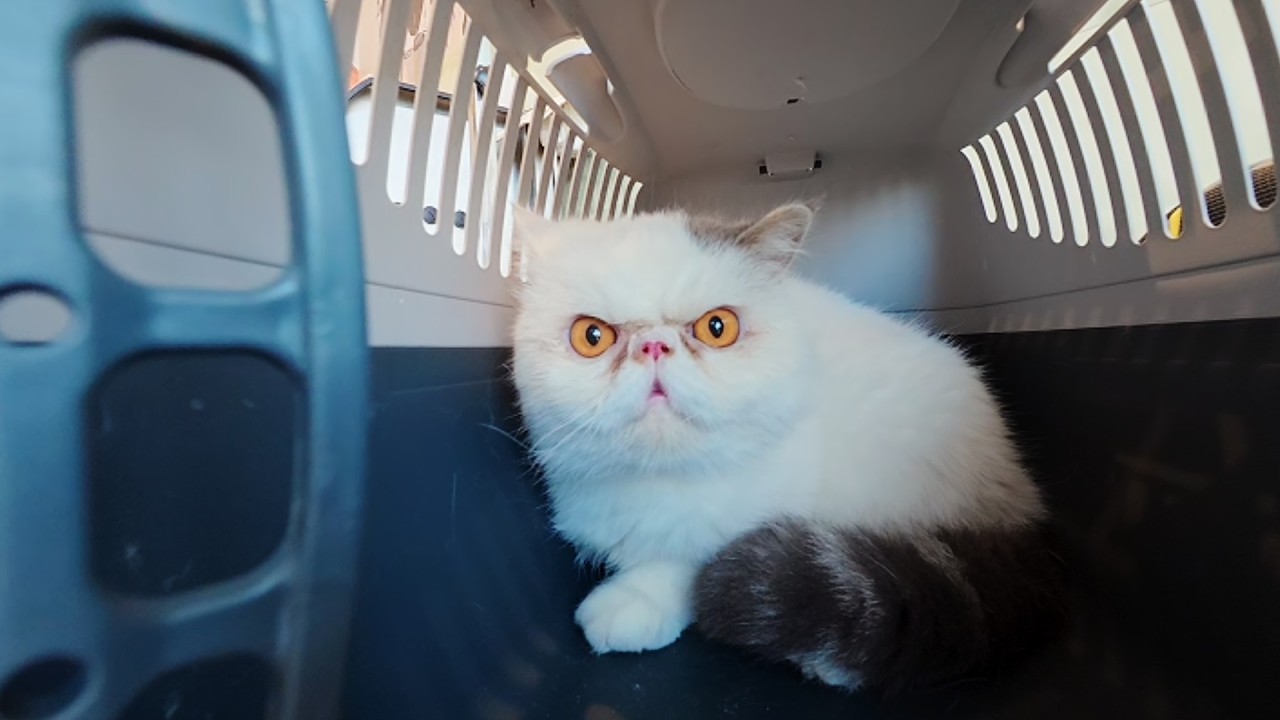Wilo the exotic shorthair sheds a lot 🙀
