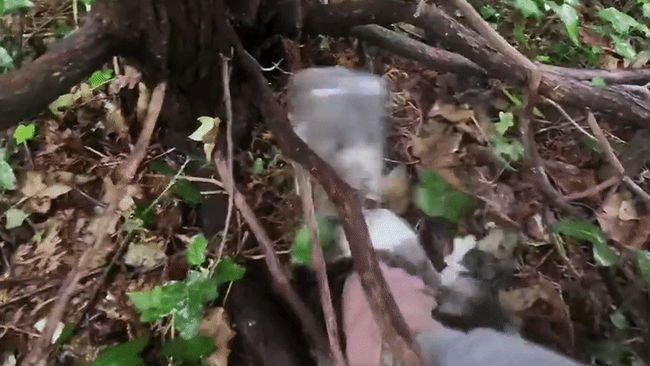 Feral cat rescued after getting head stuck in jar