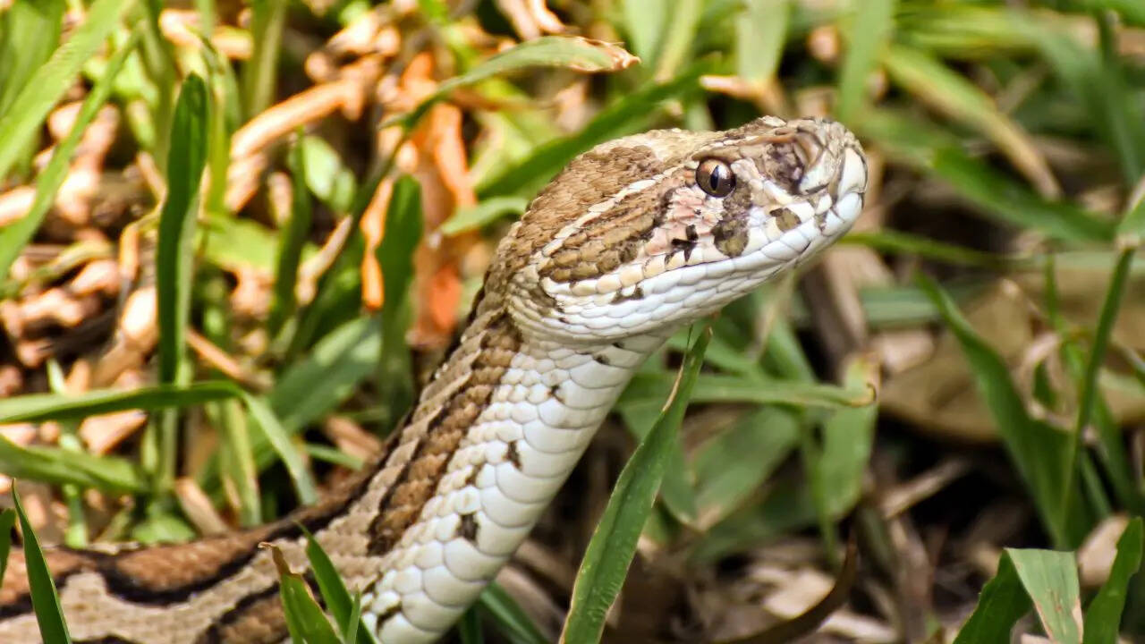 7 snake-rich states in India and what every wildlife traveller should ...