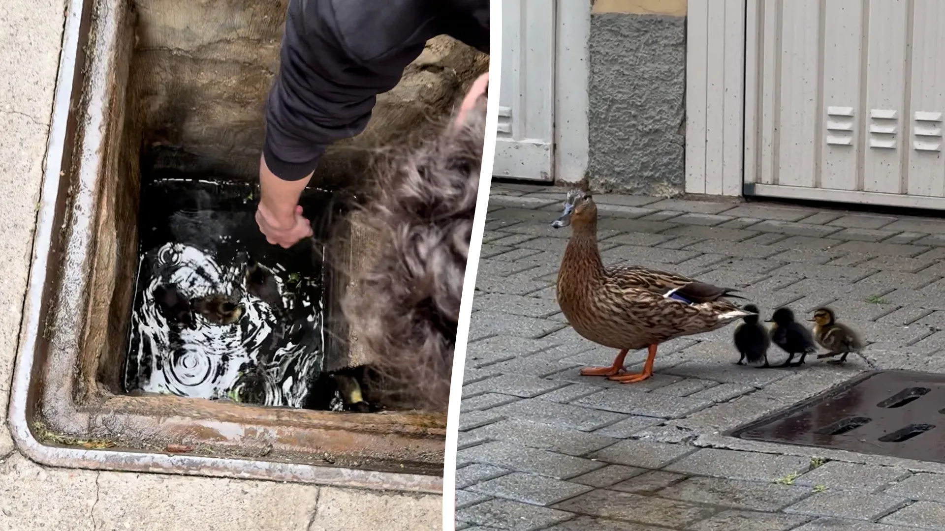 Stranded ducklings rescued after plunging through manhole cover