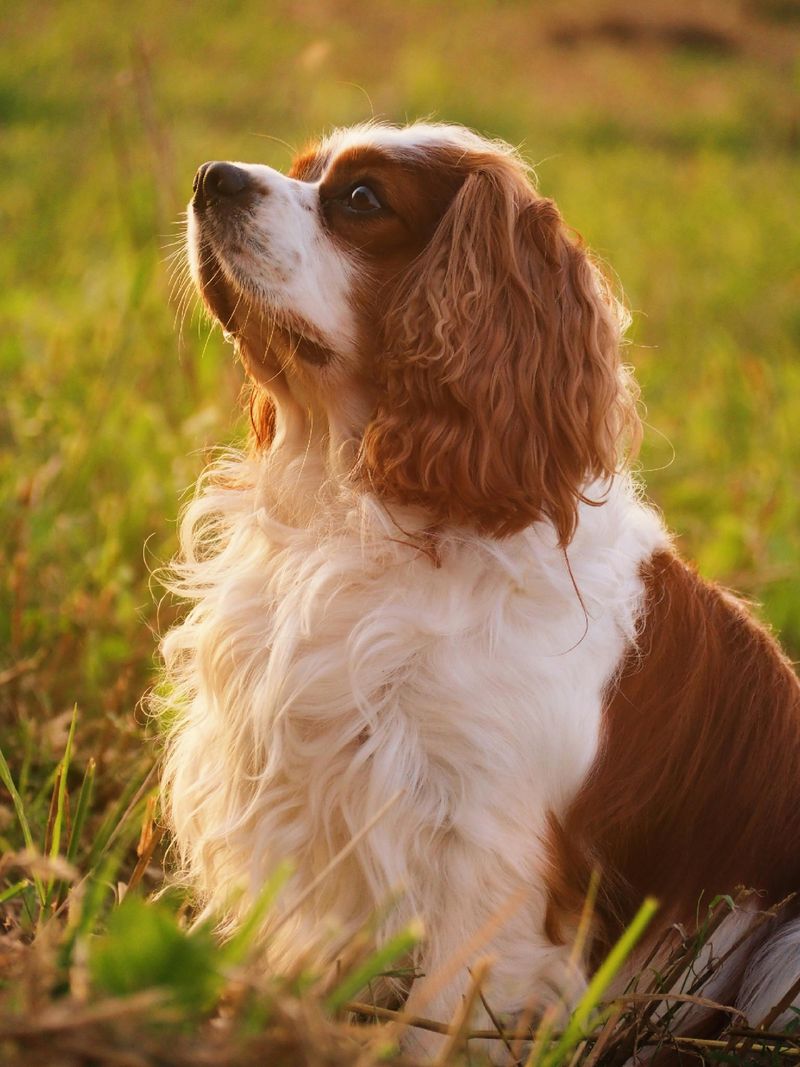 11 affectionate dog breeds that love sleeping close to their humans