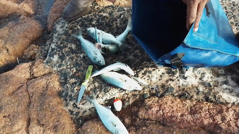 Illegal anglers busted as shad season grips KwaZulu-Natal coast