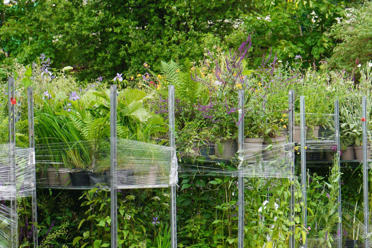 Barking up the right tree: Monty Don’s garden brings joy to dogs after ...