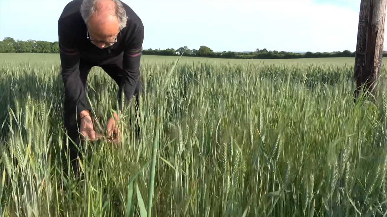 There's Winter Barley Trouble Signals A Busy Harvest For Our Farm