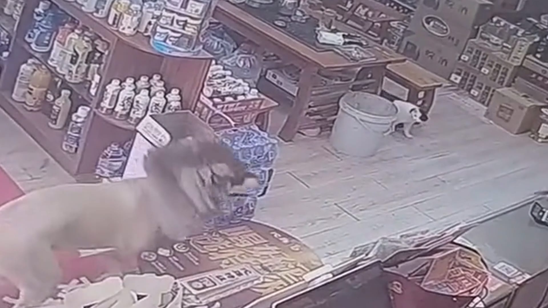 Dog’s bizarre lion-style haircut leaves terrified shop cat fleeing for ...
