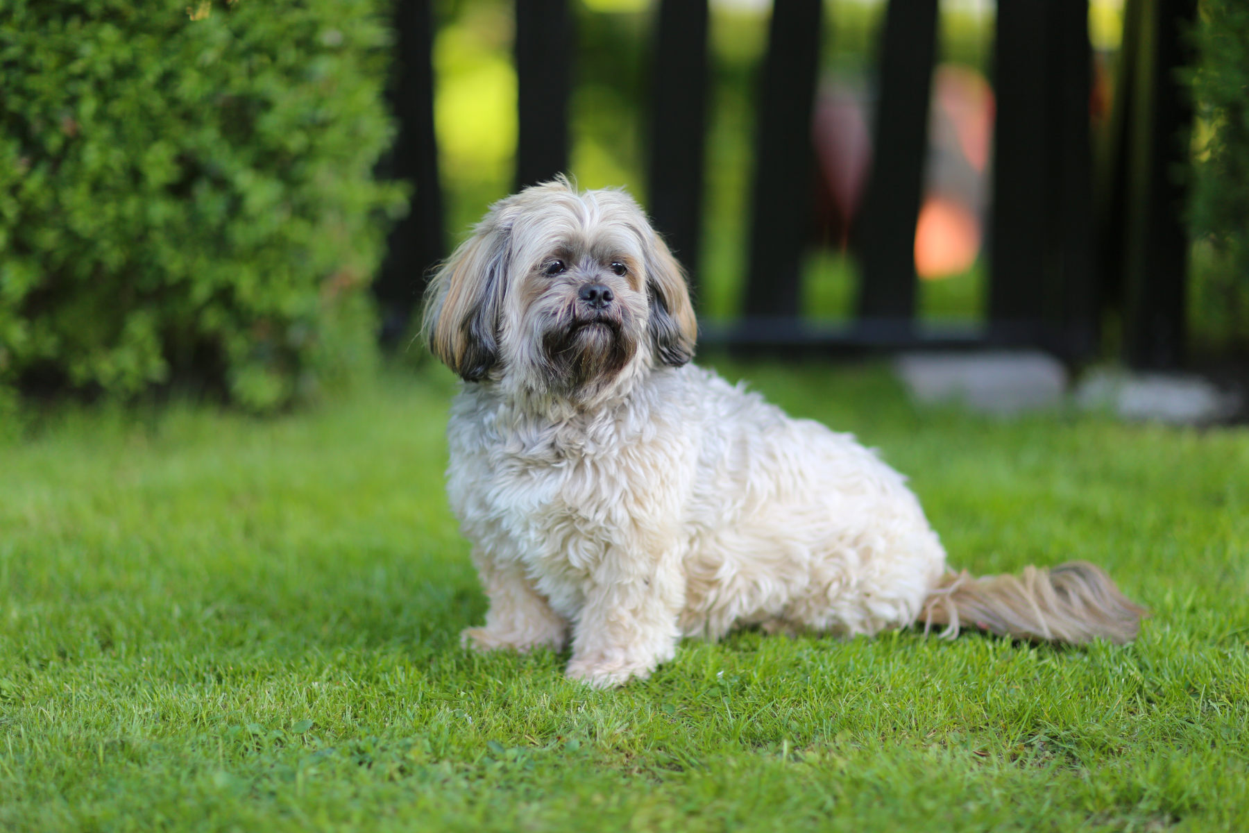 20 razas de perros que no sueltan pelo