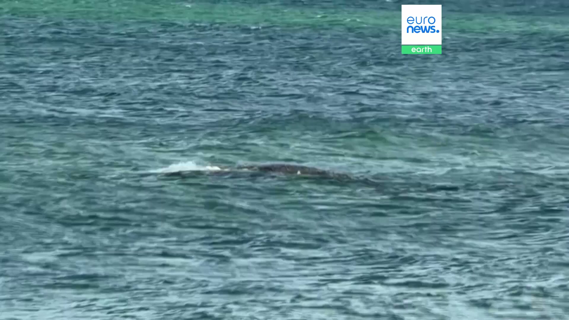 'Highly explosive' whale Timmy to be towed out to sea