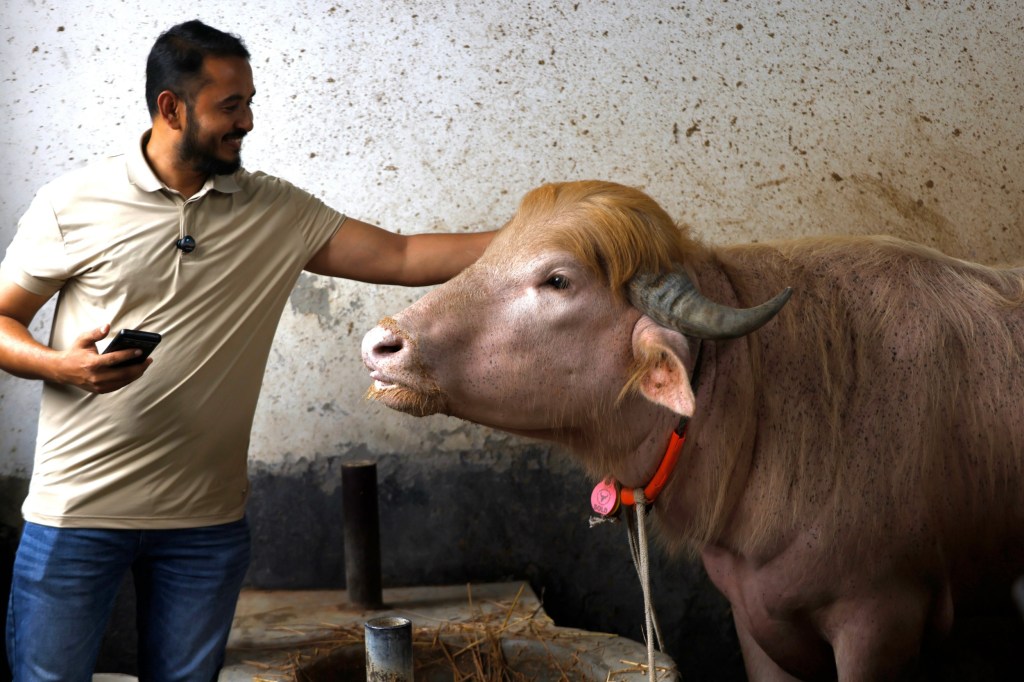 Locals name albino buffalo after Trump for uncanny look