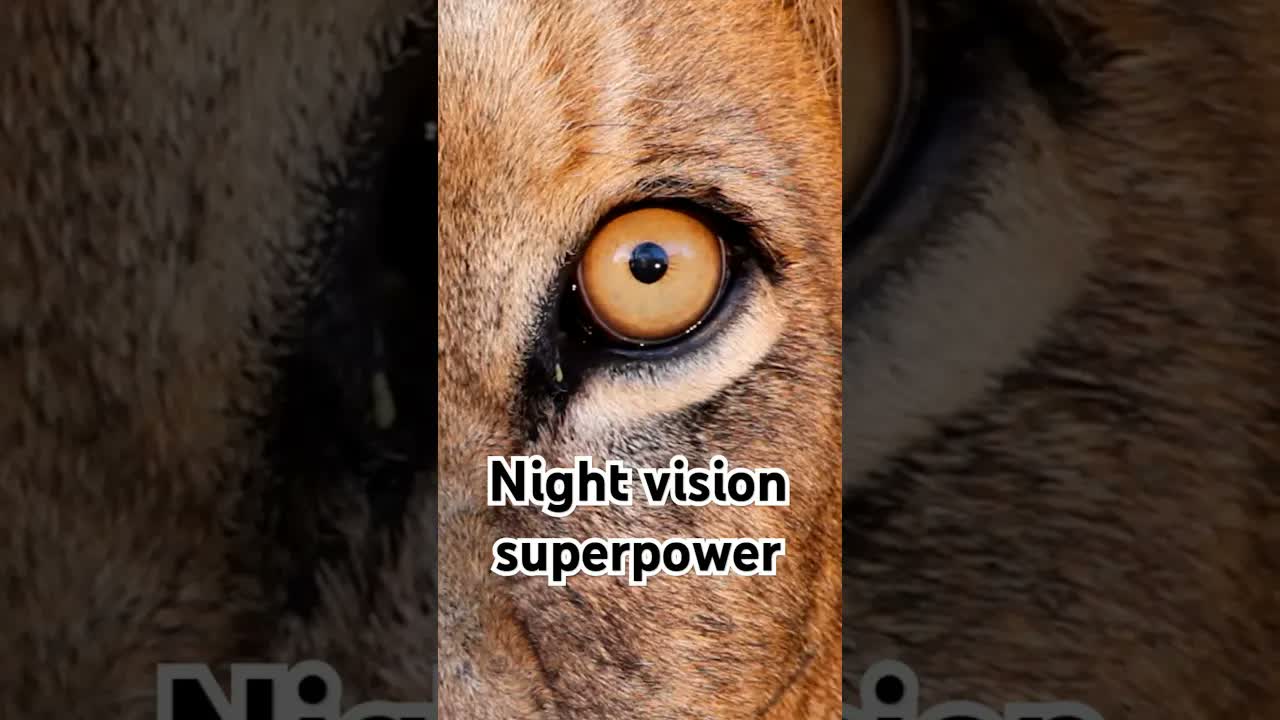 How lion night vision works