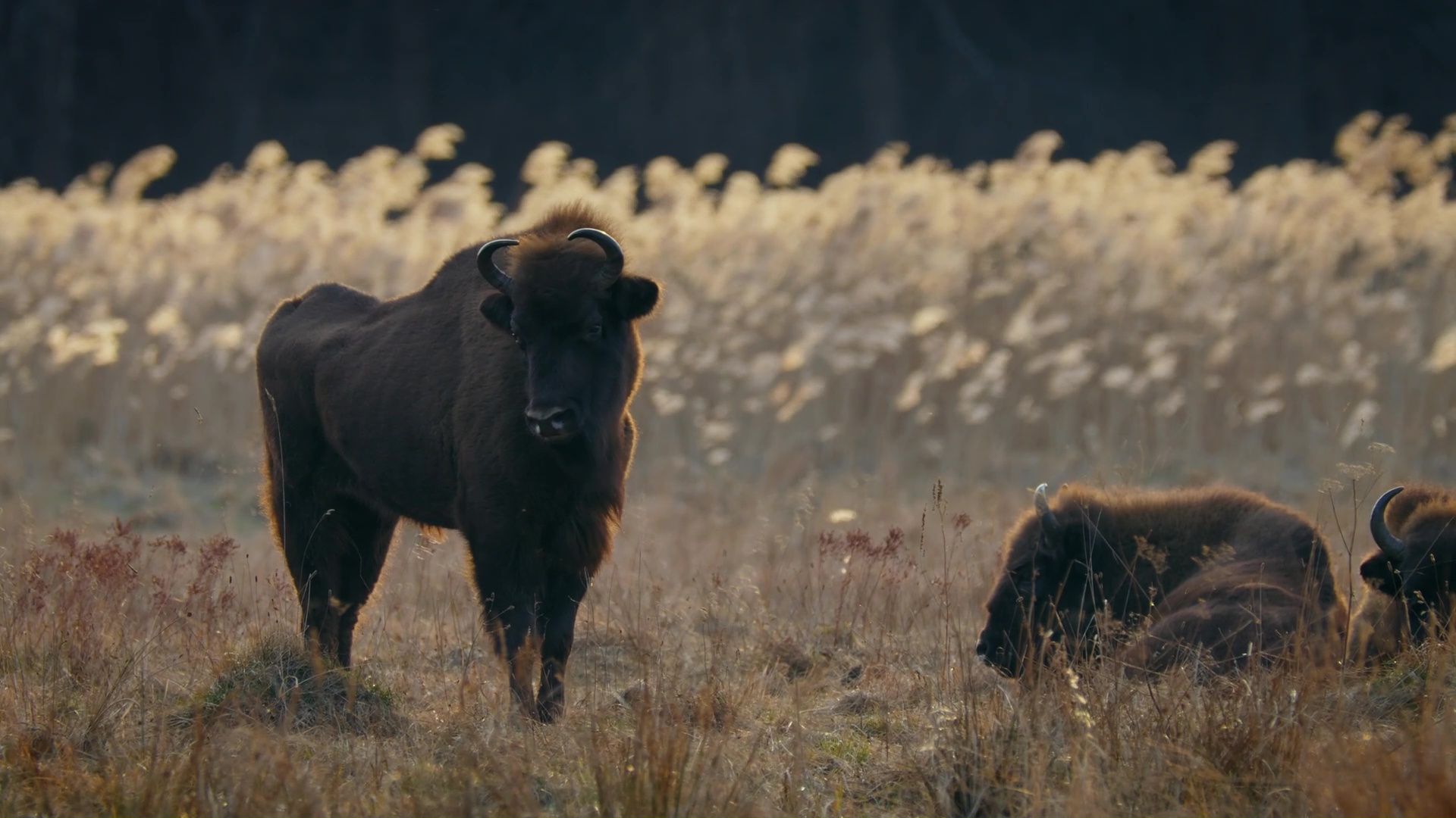 Enorme manada de bisontes dominando las llanuras salvajes