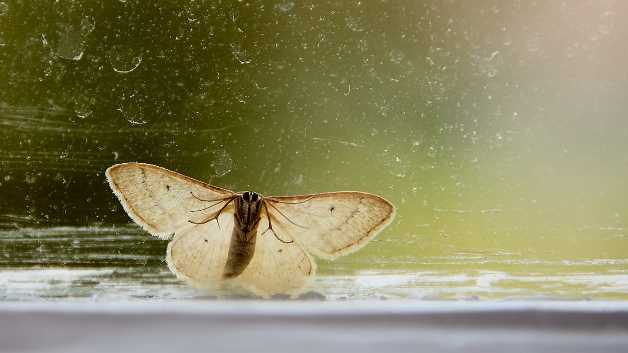 The reason moths keep appearing in your home (and how to get rid of ...
