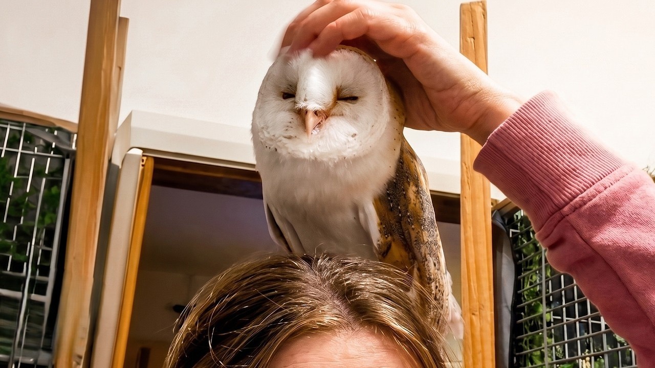 Grumpy owl demands constant attention - and throws attitude when he ...