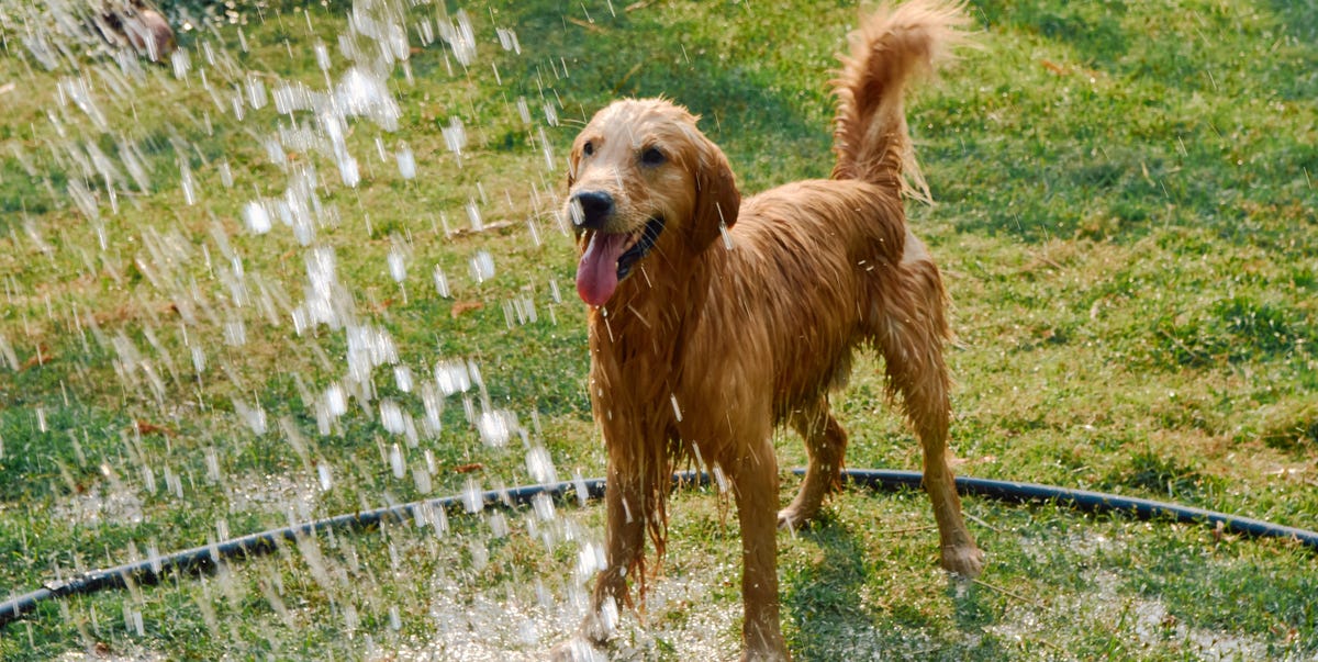 How to keep dogs cool during the heatwave — including the clever ice ...