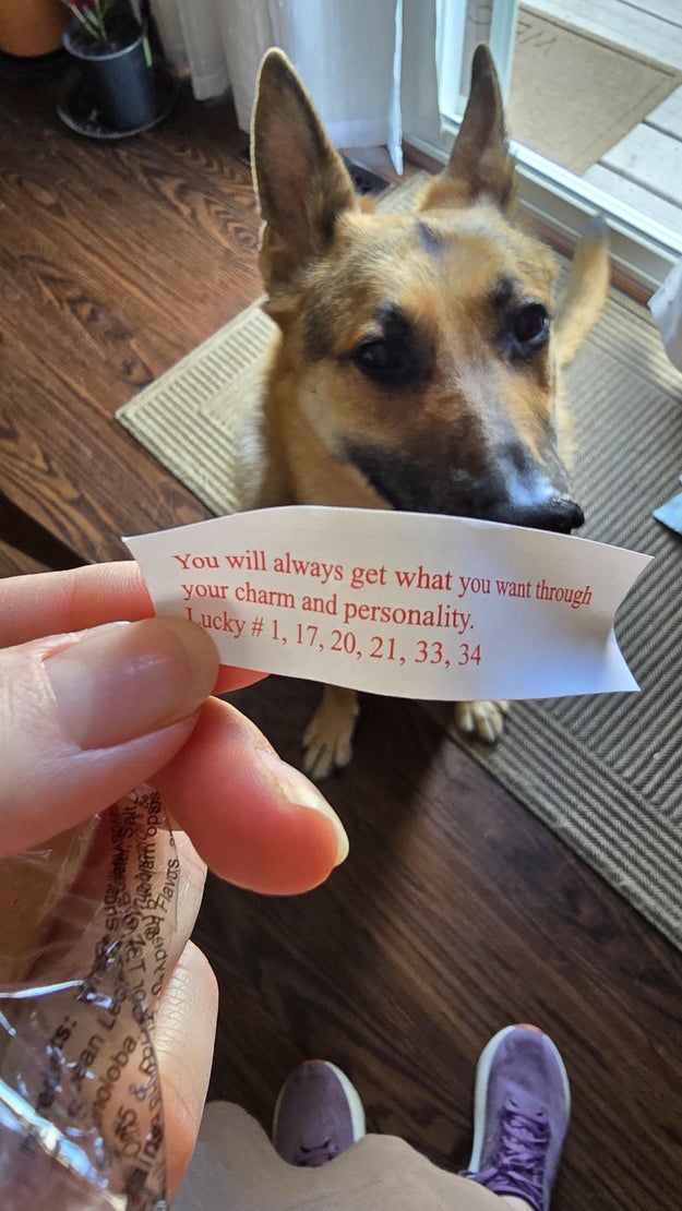 26 dog photos that are way funnier than they should be