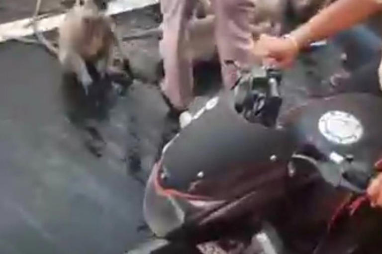Dehydrated 'pirate' monkeys trap passengers on bus until they hand over ...