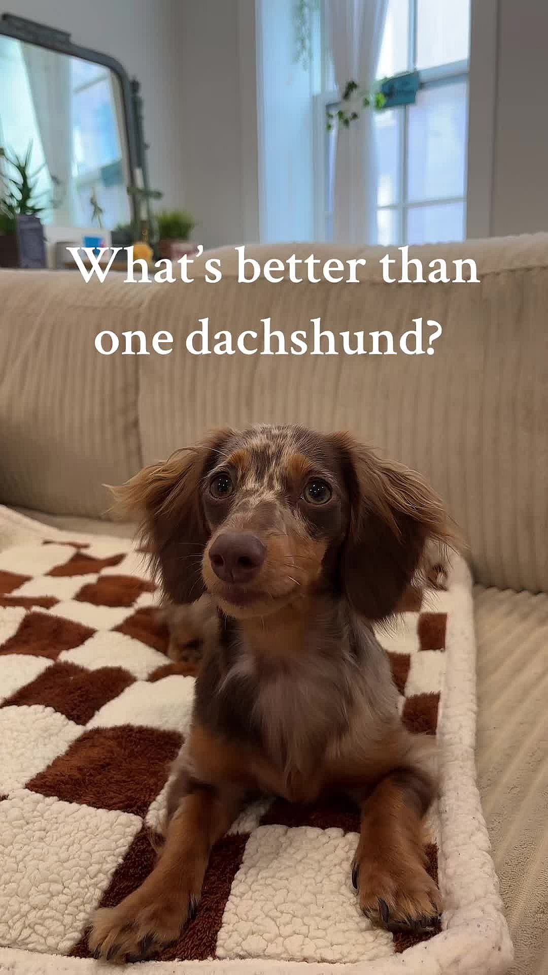 What’s better than one dachshund? Meet the duo