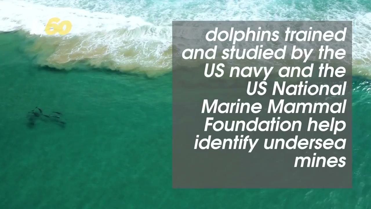 Understanding our underwater best friends, the dolphin, is so important