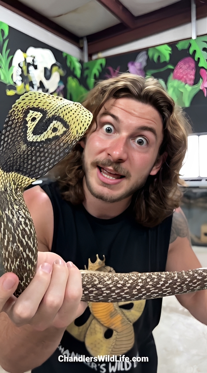Indian cobra! Face 2 face!