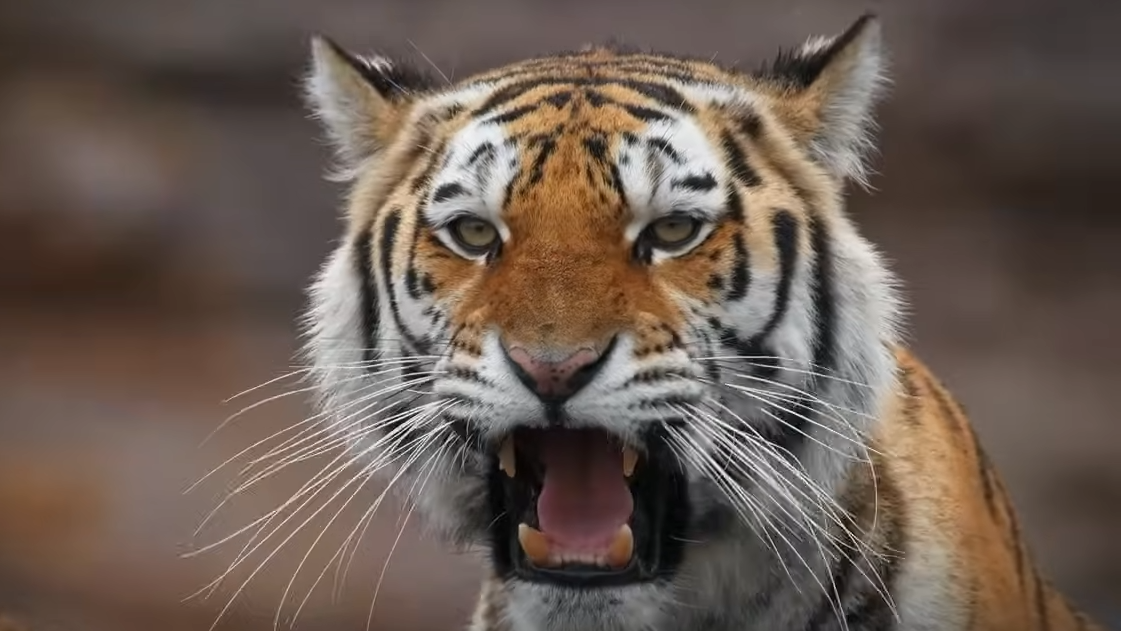 La Tigre Da 4 Metri Ha Trascinato Via Un Bufalo Come Nulla Fosse