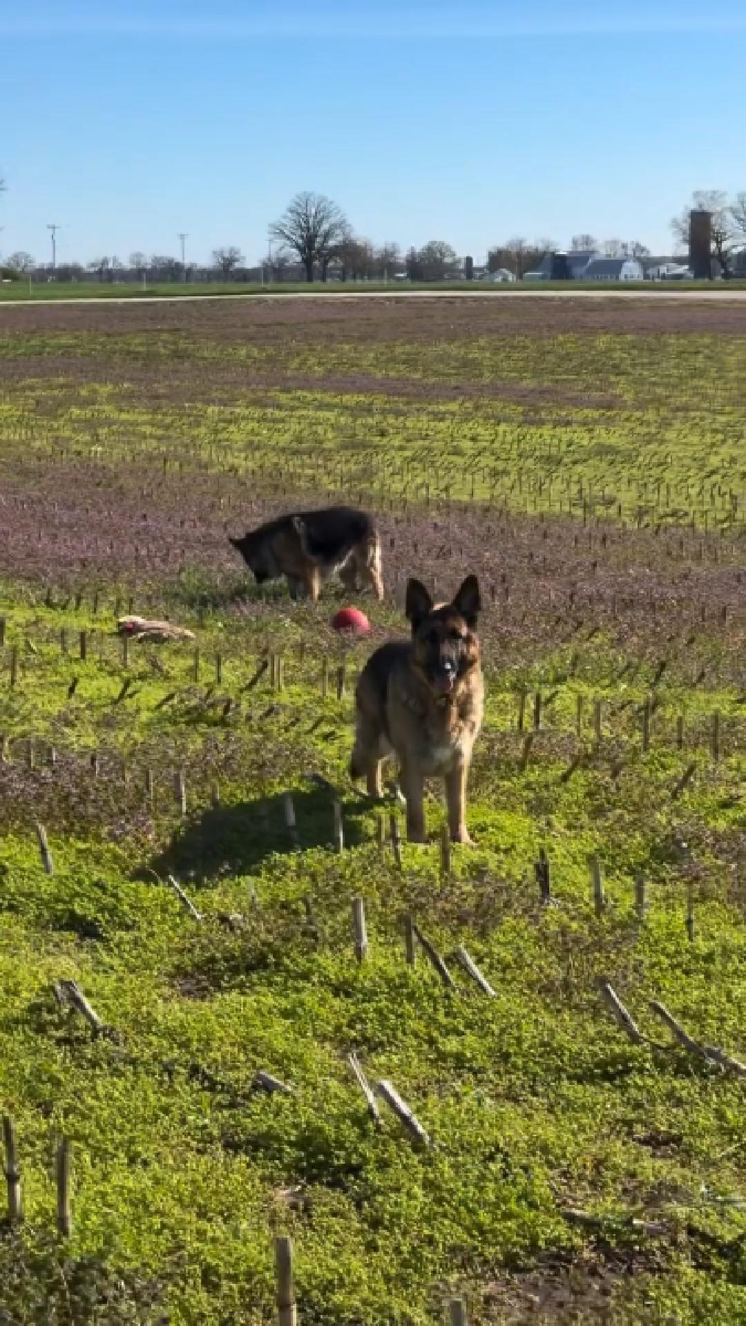 This dog has reached his “I’ll do whatever I want” era