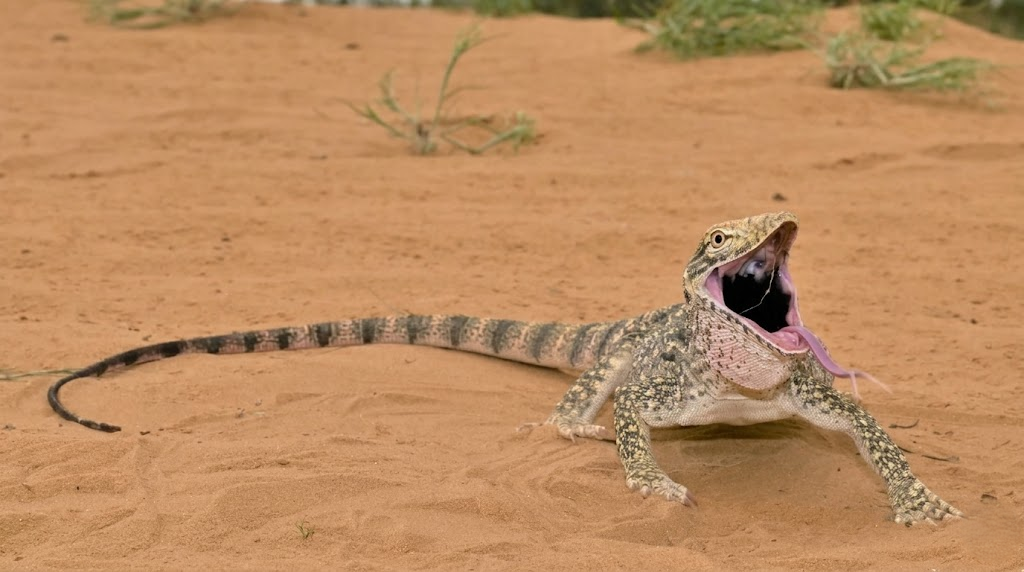 These deserts are more dangerous than most jungles on the planet
