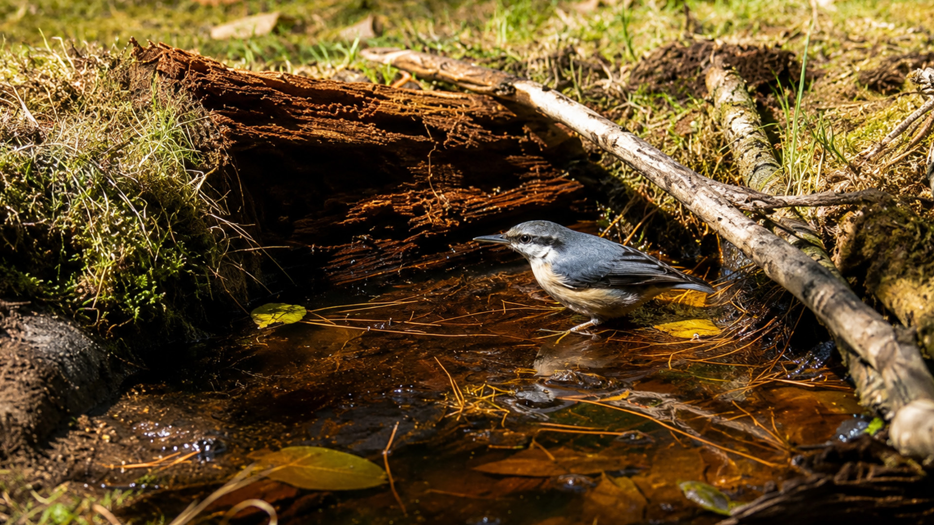Our camera trap captured birds bathing in the forest