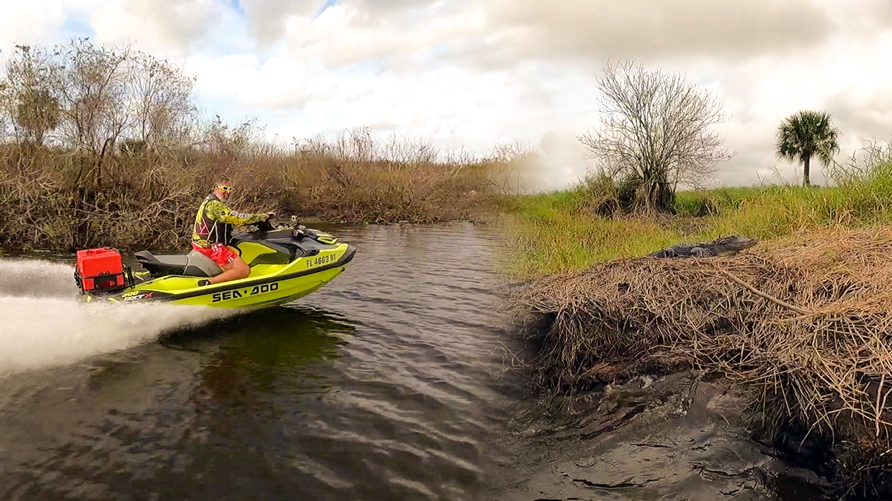 Alligators all over Kissimmee River in Florida, USA