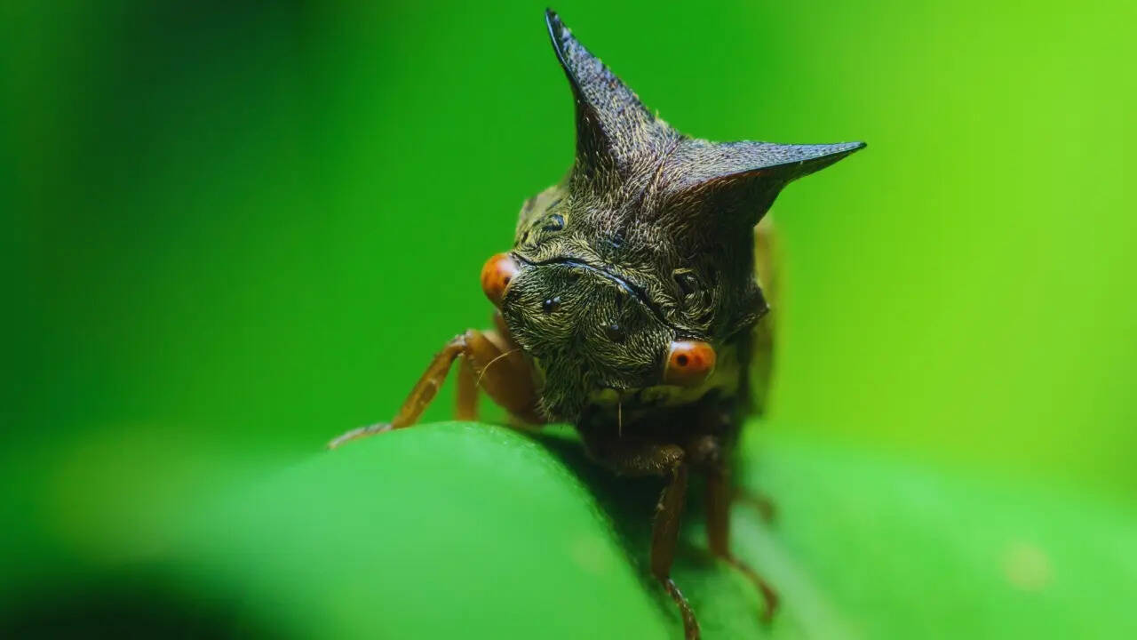Most alien-looking insects in the world, and forests where travellers ...