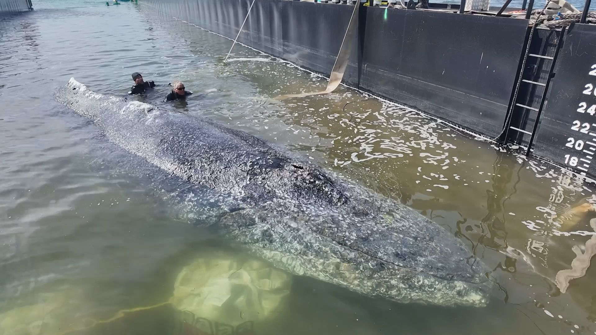 Waarom bergingswerkers vluchten voor de ontploffende walvis Timmy